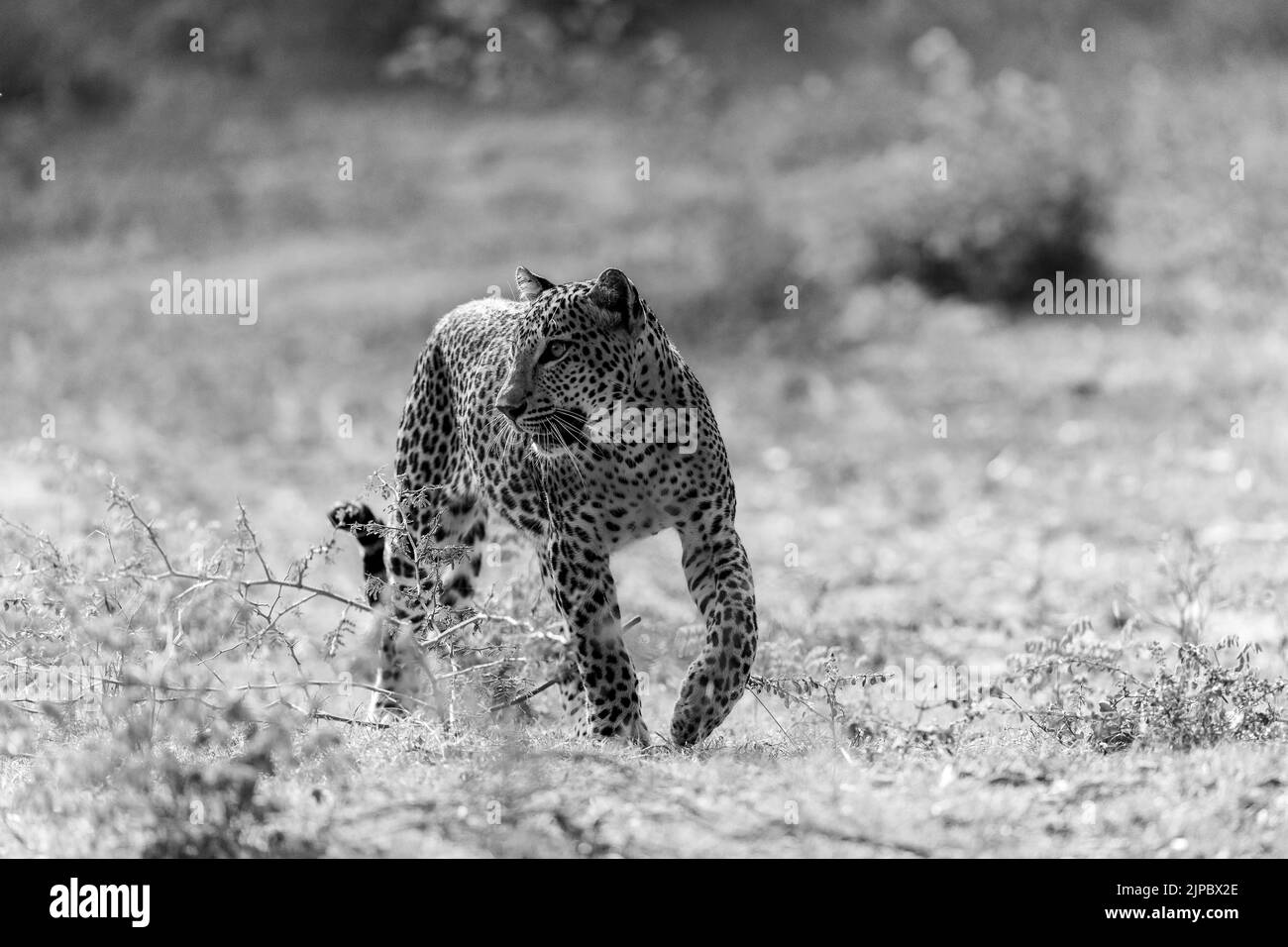 A grayscale shot of a wild Sri Lankan Leopard hunting for its prey in ...