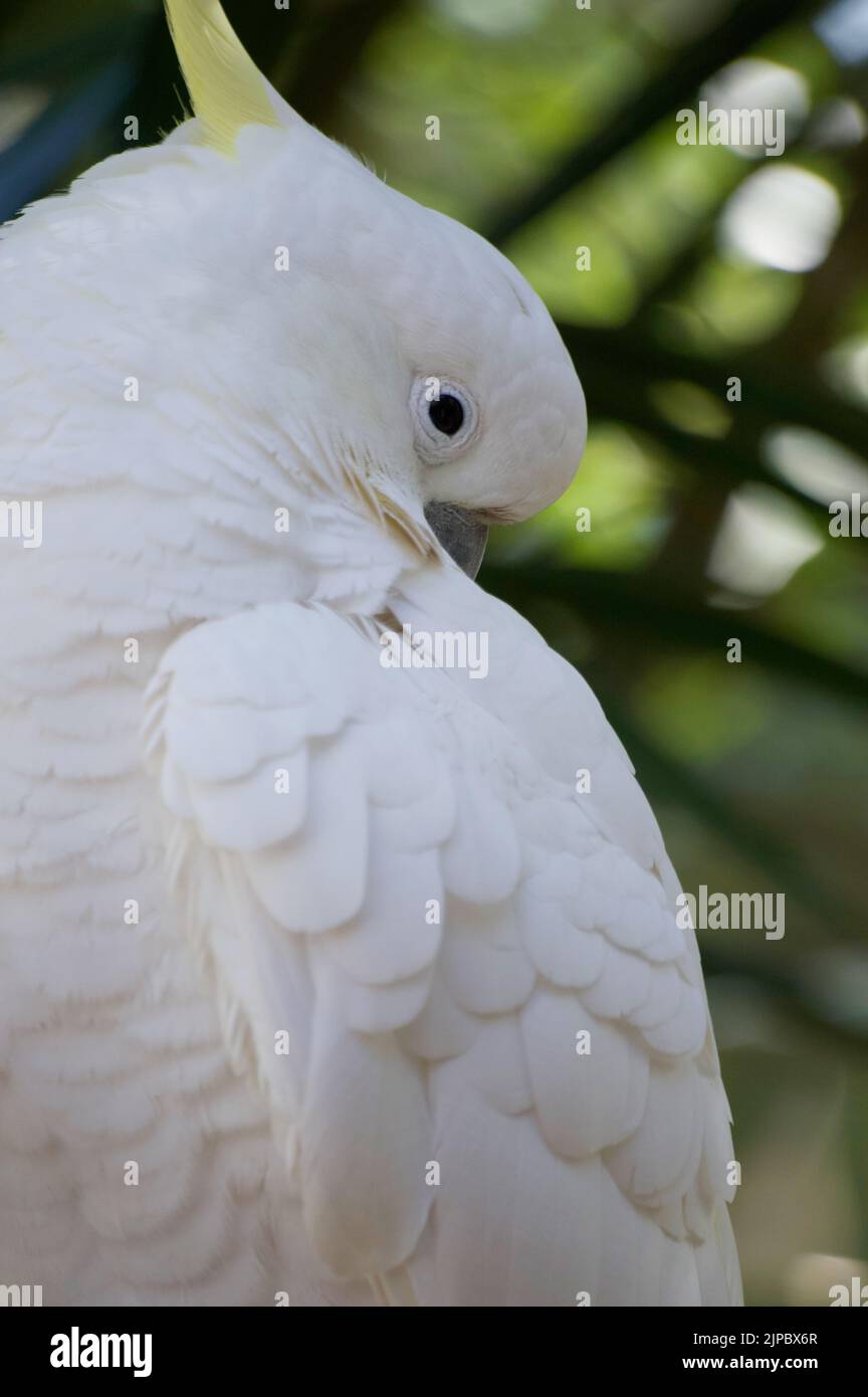 Australian yellow crested cockatoo hi-res stock photography and images ...