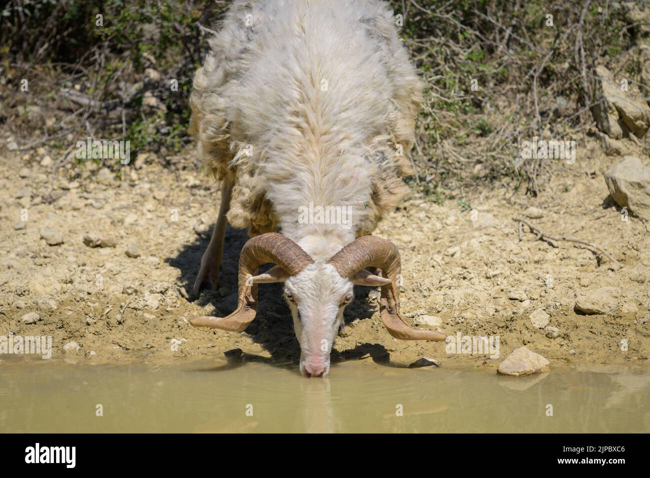 Sheep drinking water trough in hi-res stock photography and images - Alamy