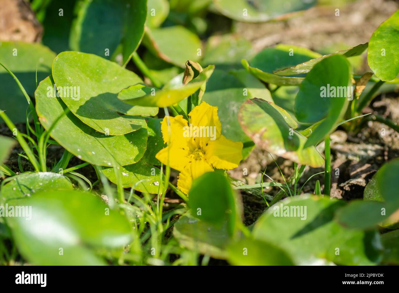 Yellow water lily flowers grow on water. Water lily leaves with small ...