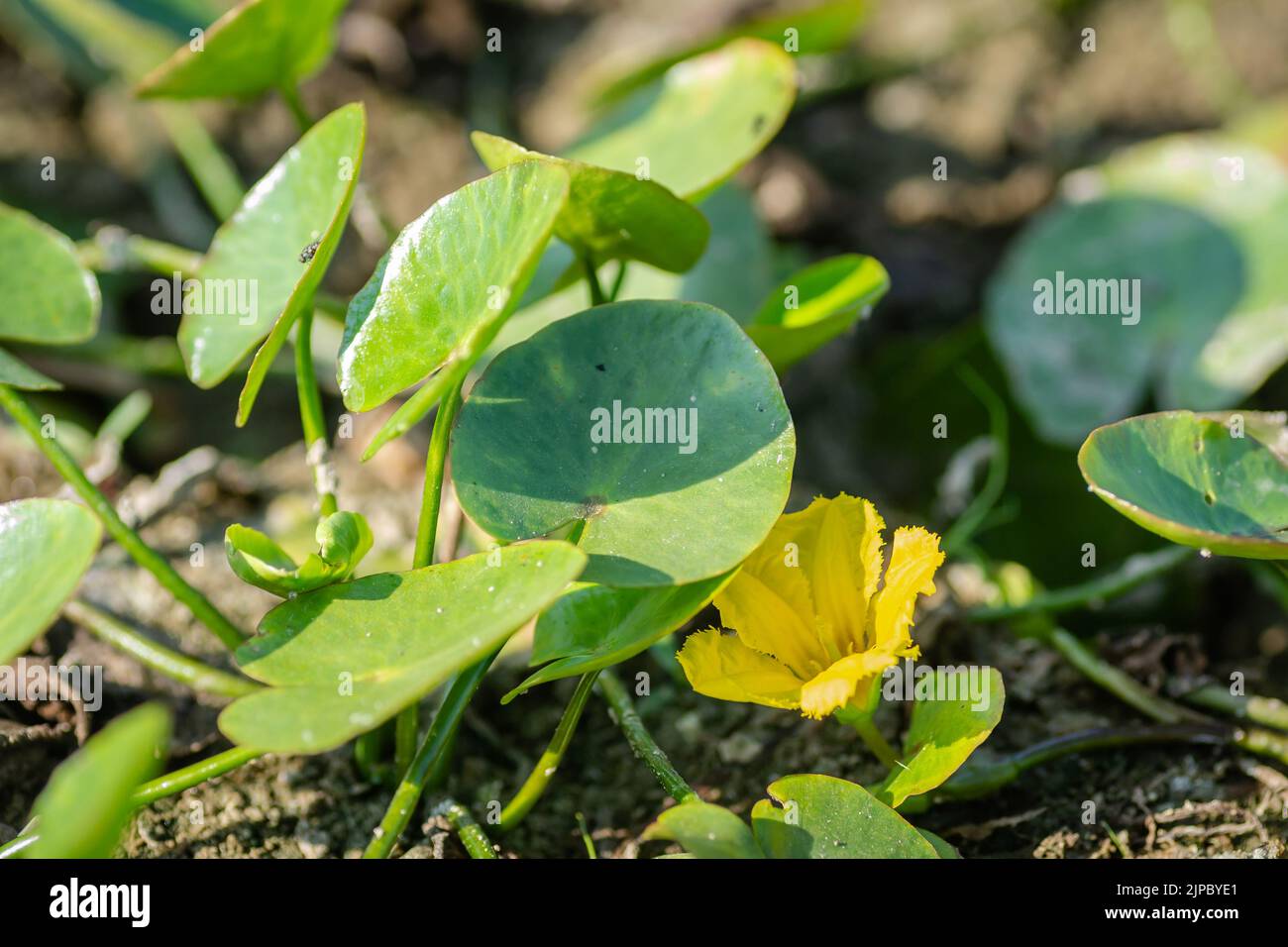 Yellow water lily flowers grow on water. Water lily leaves with small ...