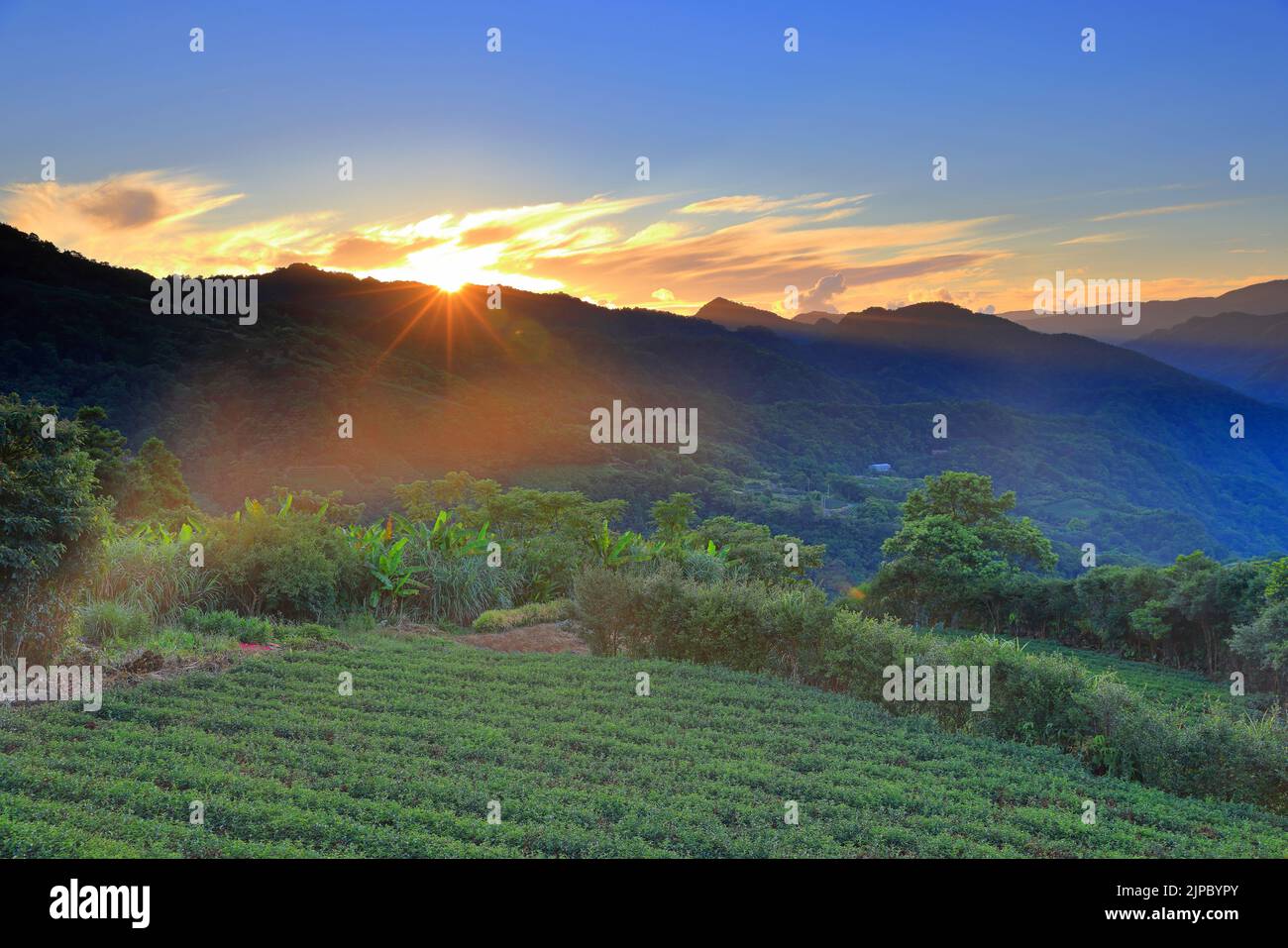 Tea plantation fields at sunrise with morning fog in Pingling, Taipei ...