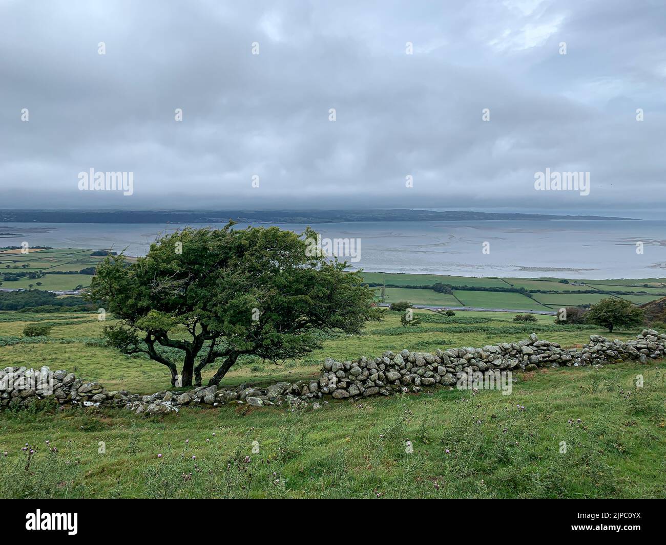 Typical stone wall and a tree bent by strong winds in the welsh ...