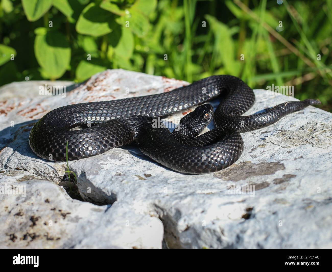 Melanistic female of the common European viper (latin name: Vipera ...