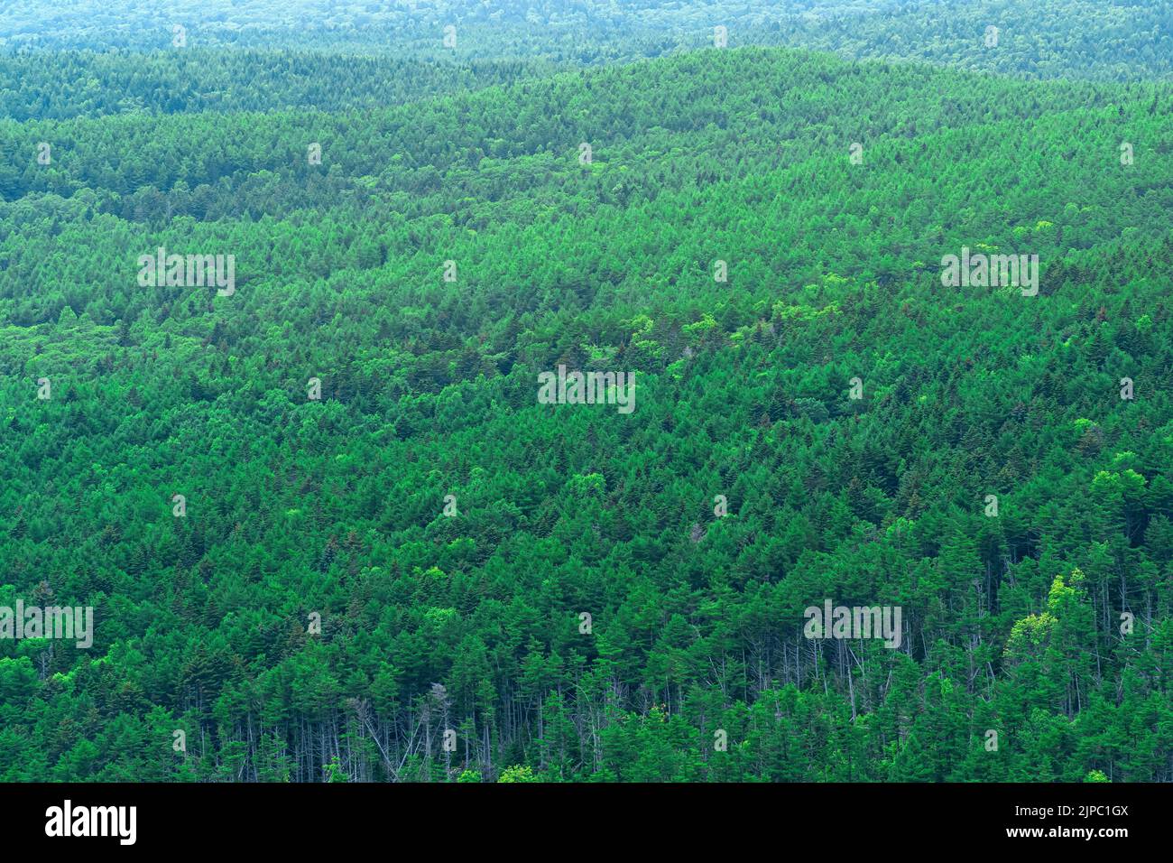 Boreal broadleaf hi-res stock photography and images - Alamy