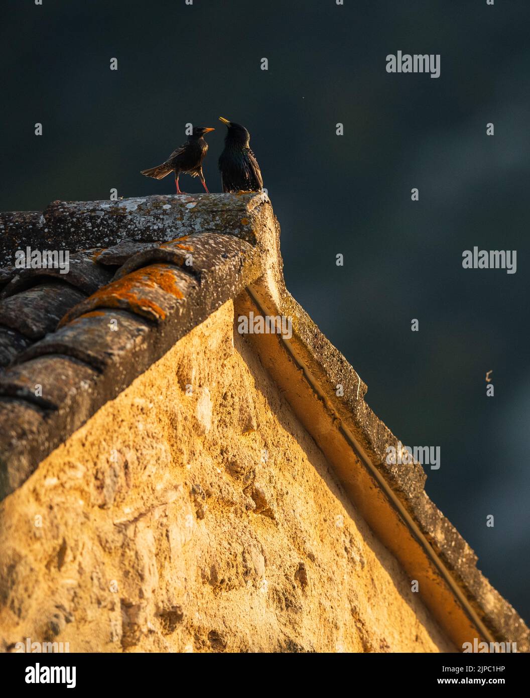 A courtship display of a pair of starlings on a rooftop sone house in ...