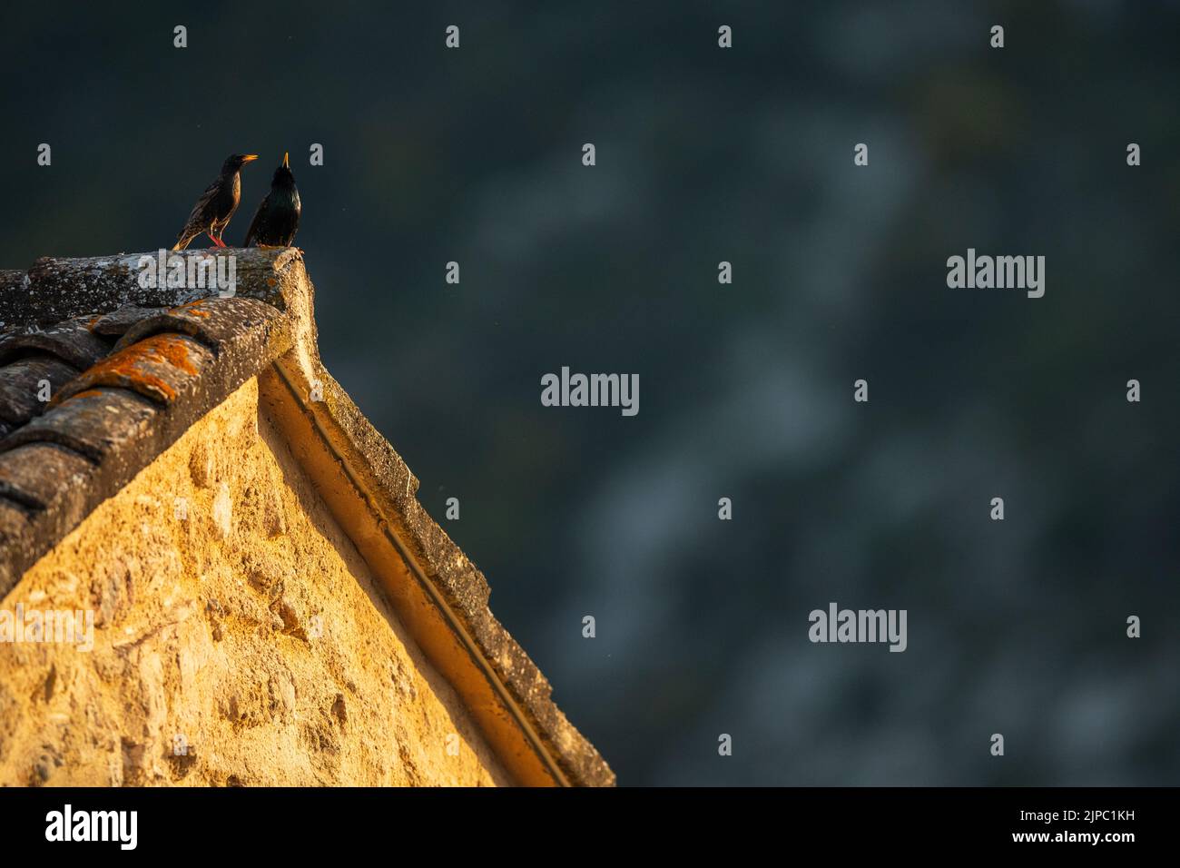 A courtship display of a pair of starlings on a rooftop sone house in ...