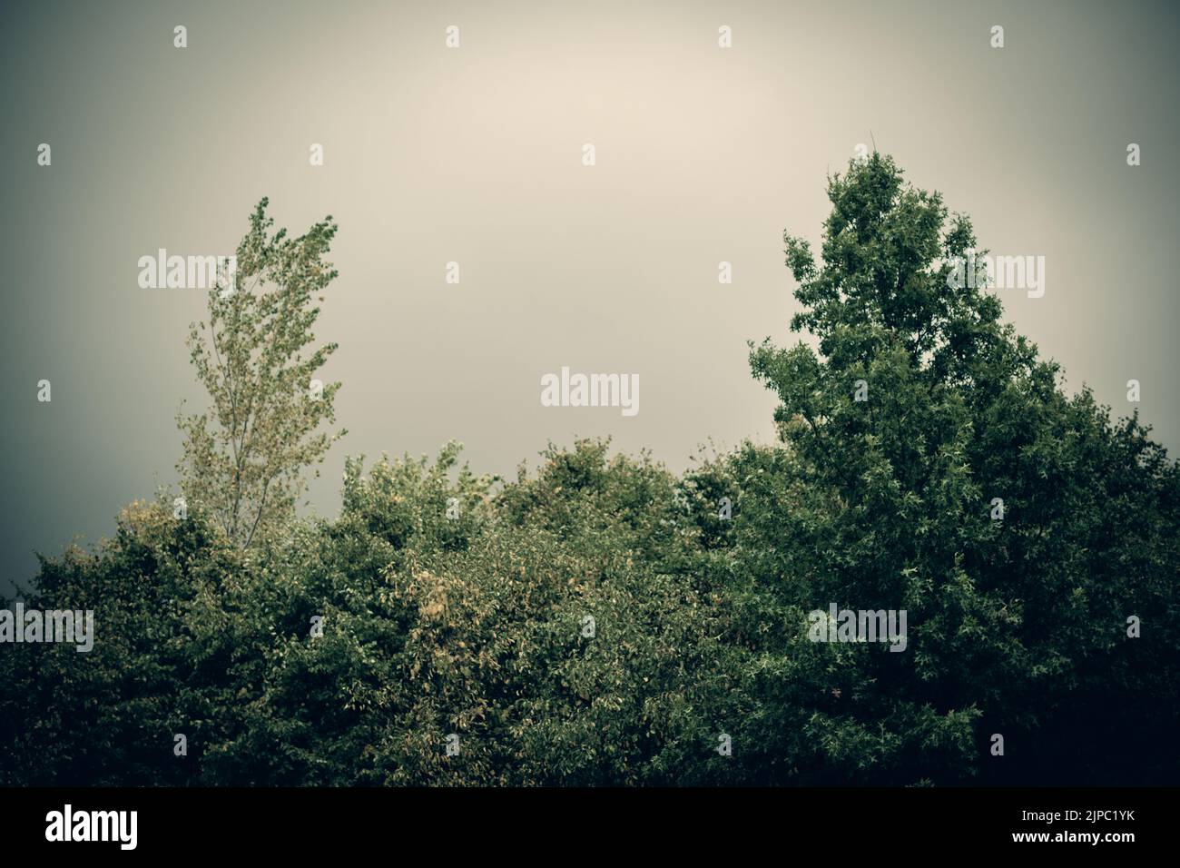 Forest bushy trees hi-res stock photography and images - Alamy