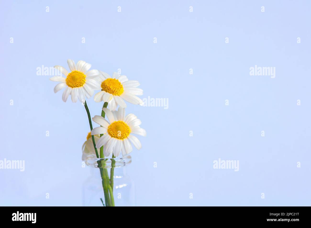 Medicinal daisies in a glass bottle on a blue background, side view ...