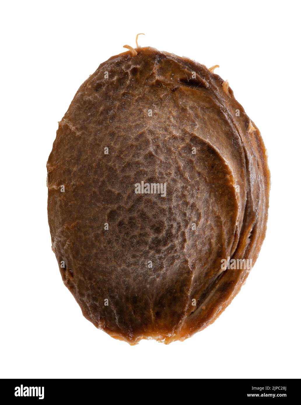 Apricot seed isolated on white background. clipping path Stock Photo ...