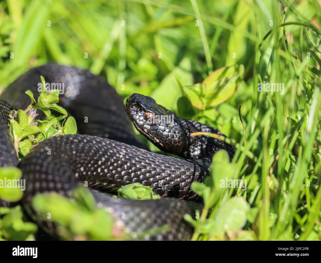 Melanistic female of the common European viper (latin name: Vipera ...