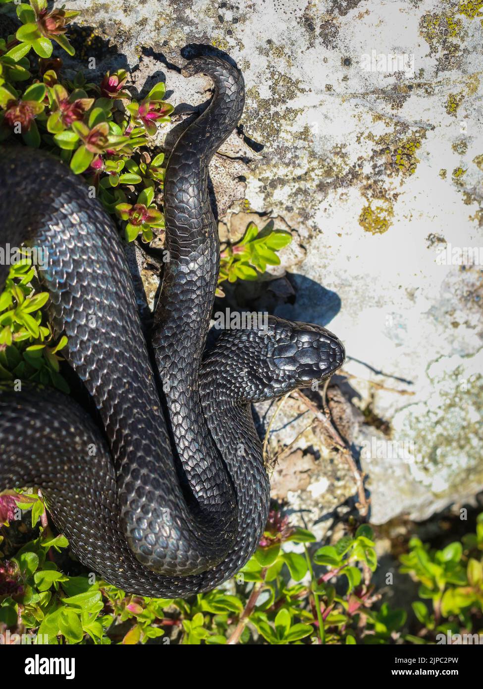 Melanistic female of the common European viper (latin name: Vipera ...