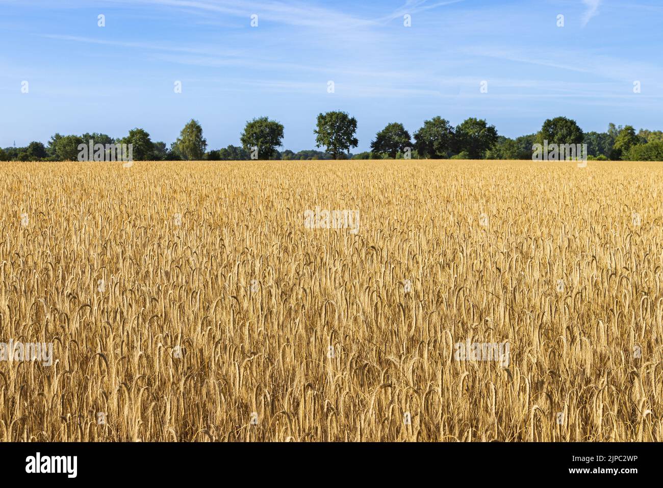 Golden wheat field with a row old trees in the bakcground in Northern ...