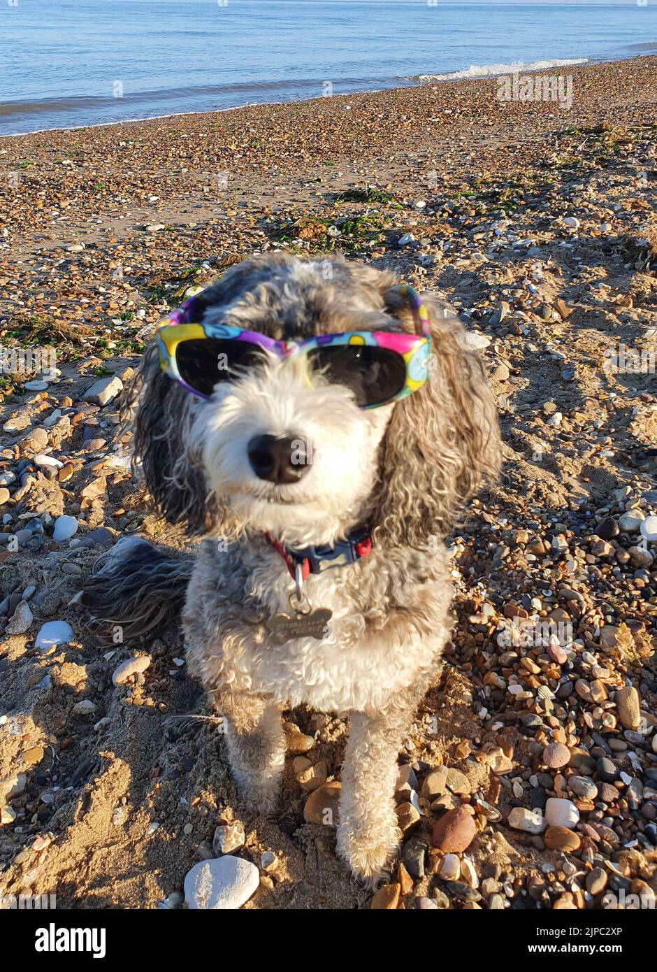 Heacham, UK. 11th Aug, 2022. Cookie the cockapoo dog enjoys the sunny ...