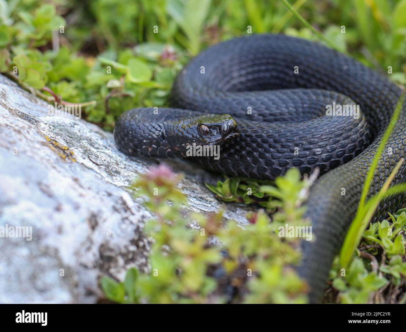 Melanistic female of the common European viper (latin name: Vipera ...