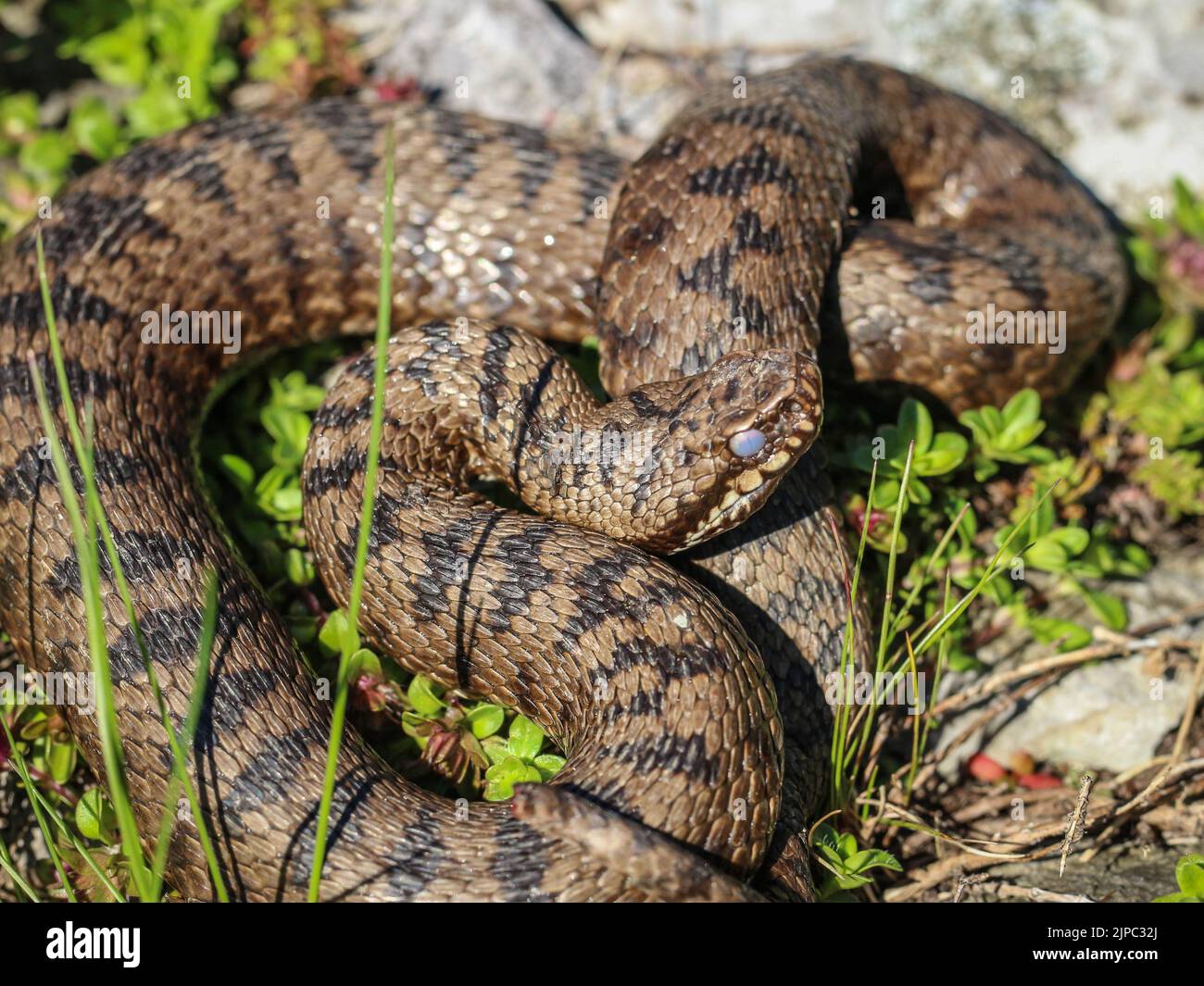 Changing skin hi-res stock photography and images - Alamy