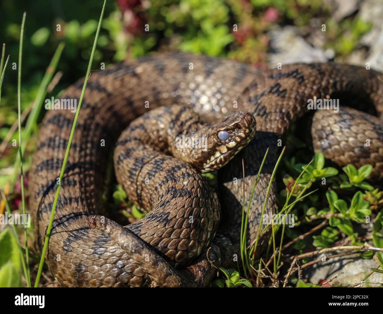 Thecommon European viper (latin name: Vipera berus) changing skin and ...