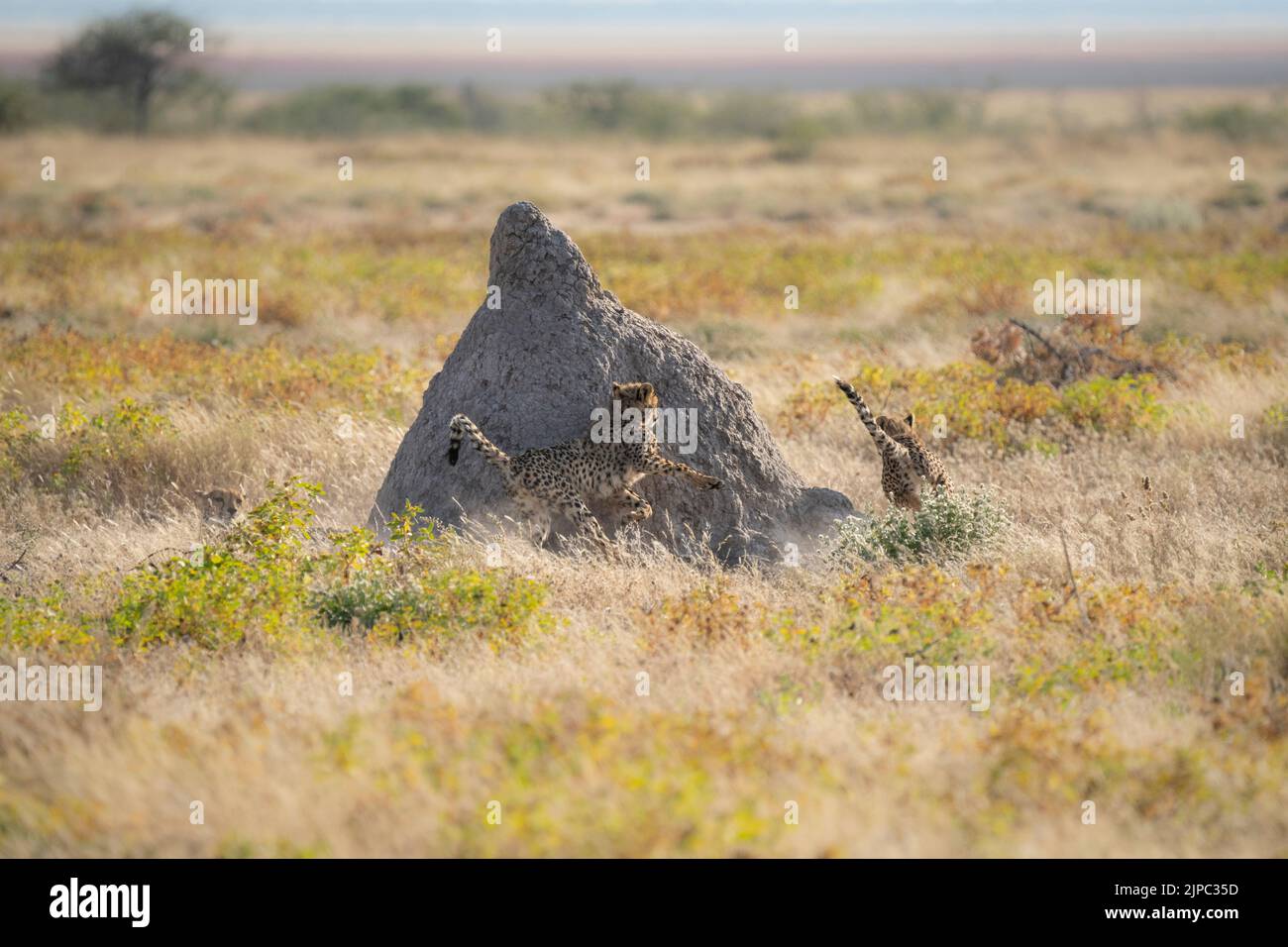 Cheetahs ( Acinonyx Jubatus) 2 wild animals running around termite hill ...