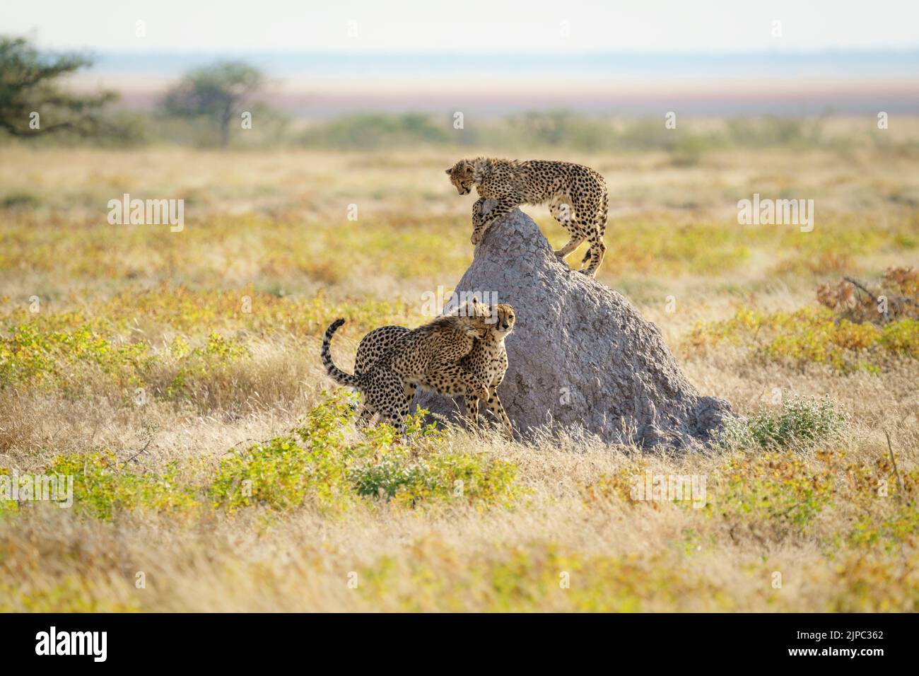 Cheetahs ( Acinonyx Jubatus) 23wild animals play fighting. Etosha ...