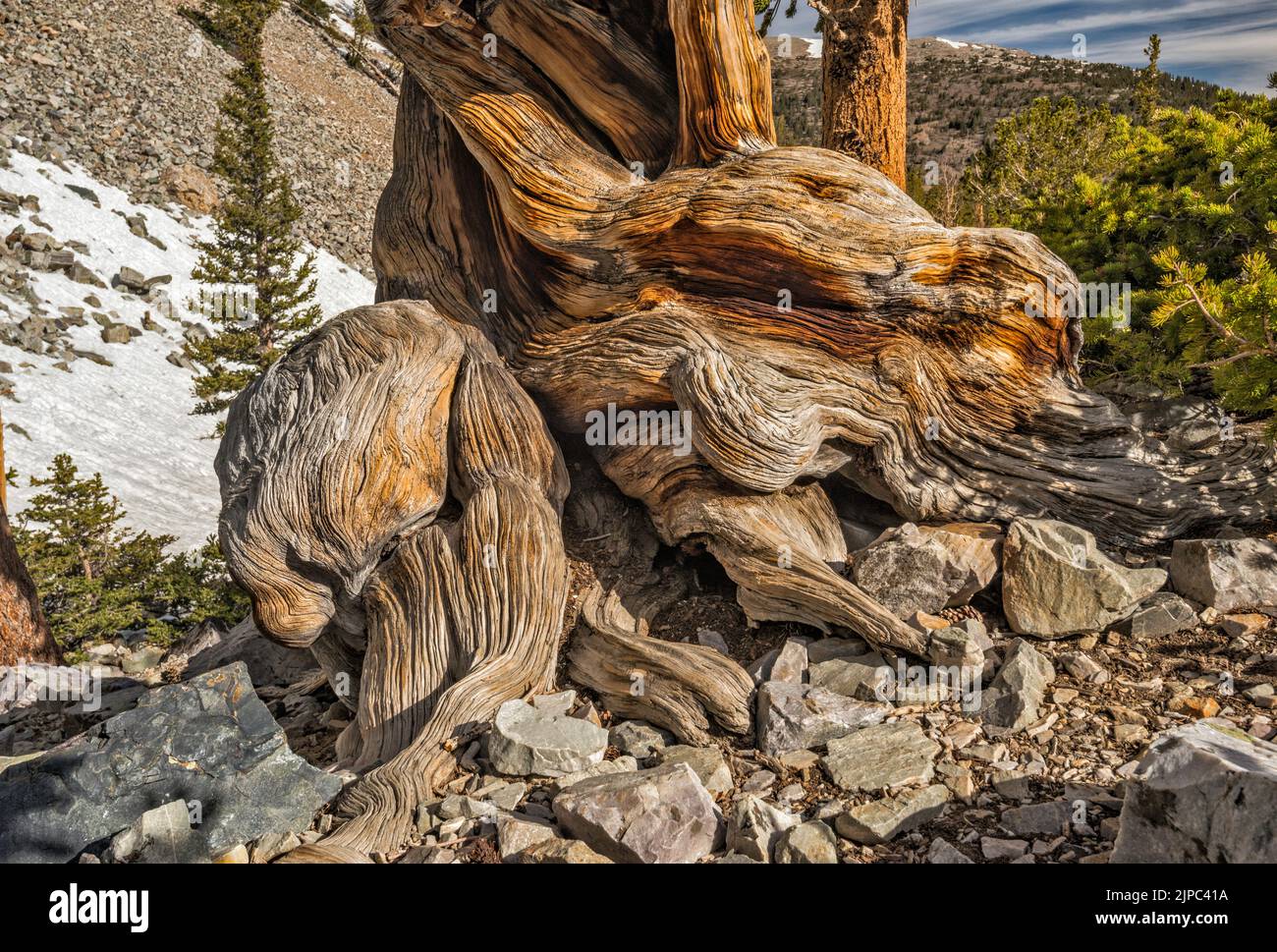Trunk of bristlecone pine, Pinus longaeva, Great Basin National Park ...