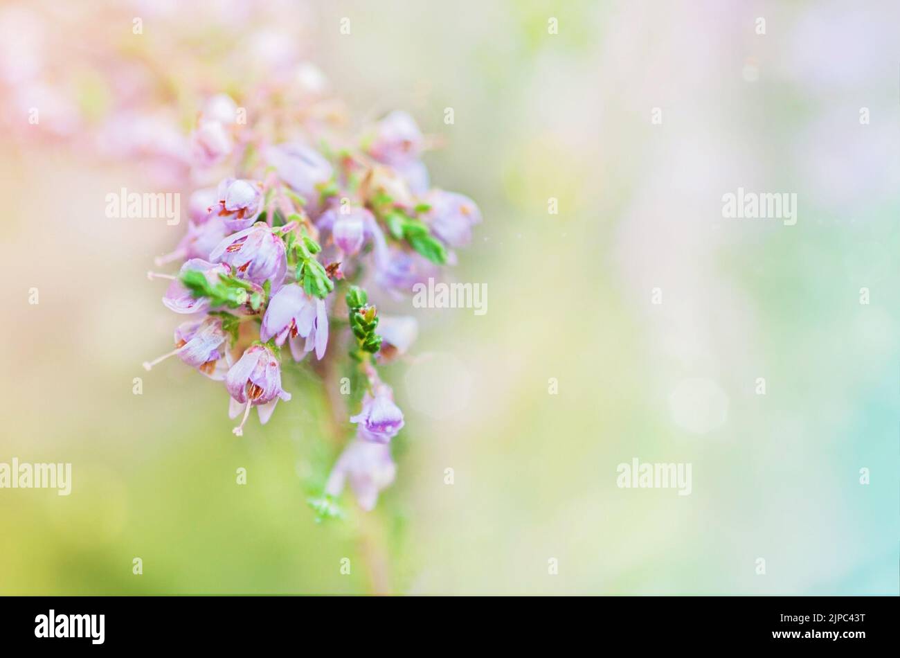 Blooming wild fairy blue common heather (Calluna vulgaris). Nature ...