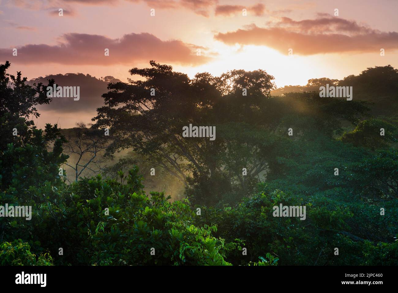 Panama landscape with misty rainforest at sunrise in Soberania national ...