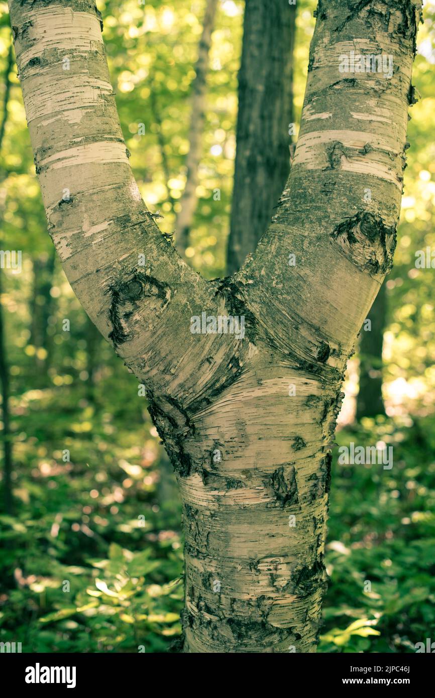A vertical closeup of a white textured tree trunk Stock Photo - Alamy