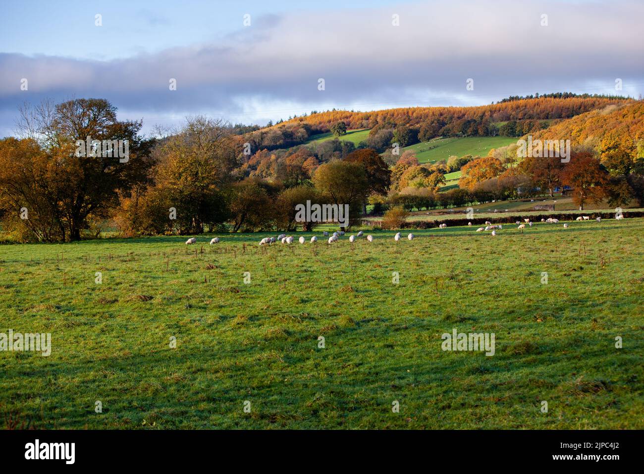 Hills and autumn rural areas hi-res stock photography and images - Alamy