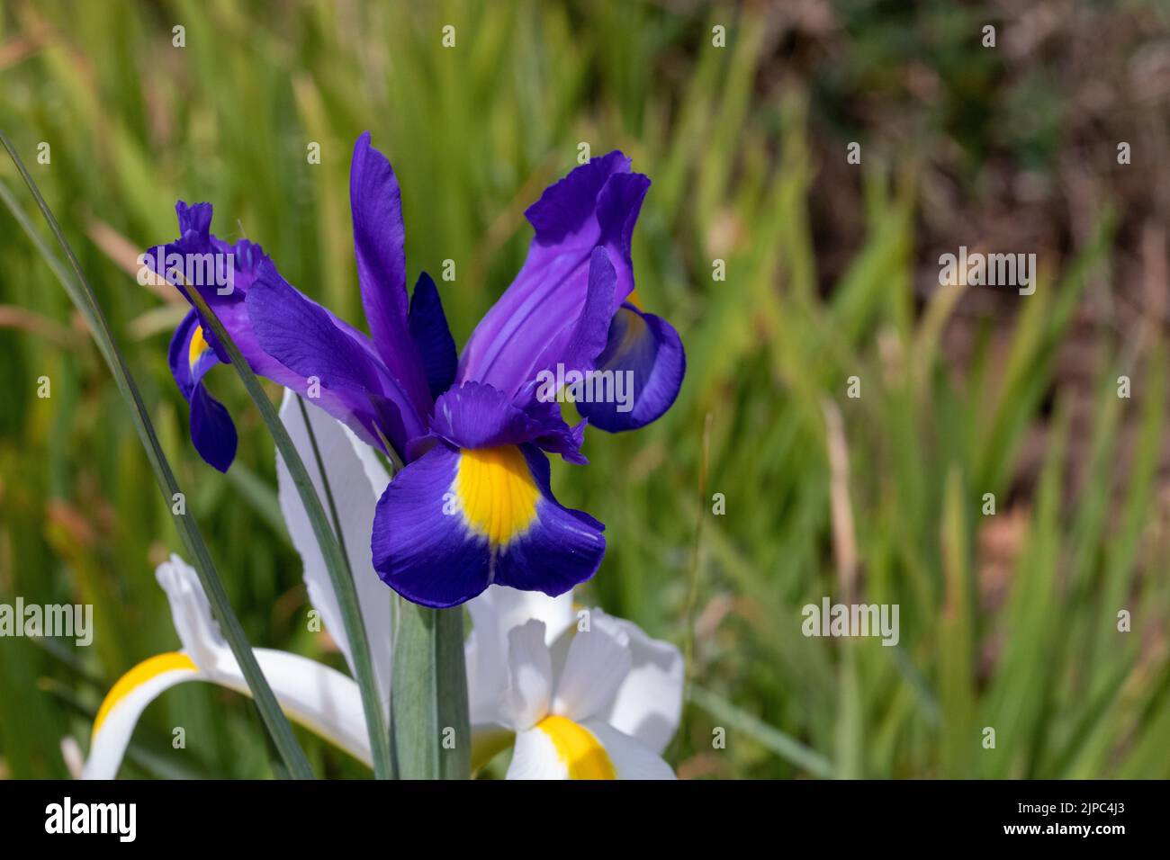 Blooming flowers of Dutch Iris Blue Diamond in the meadow Stock Photo ...