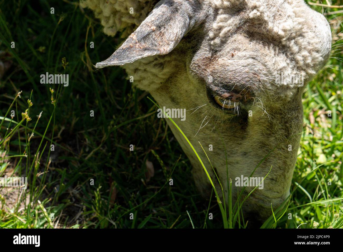 The close-up high-angle view of a merinolandschaf sheep's head grazing the green grass Stock ...