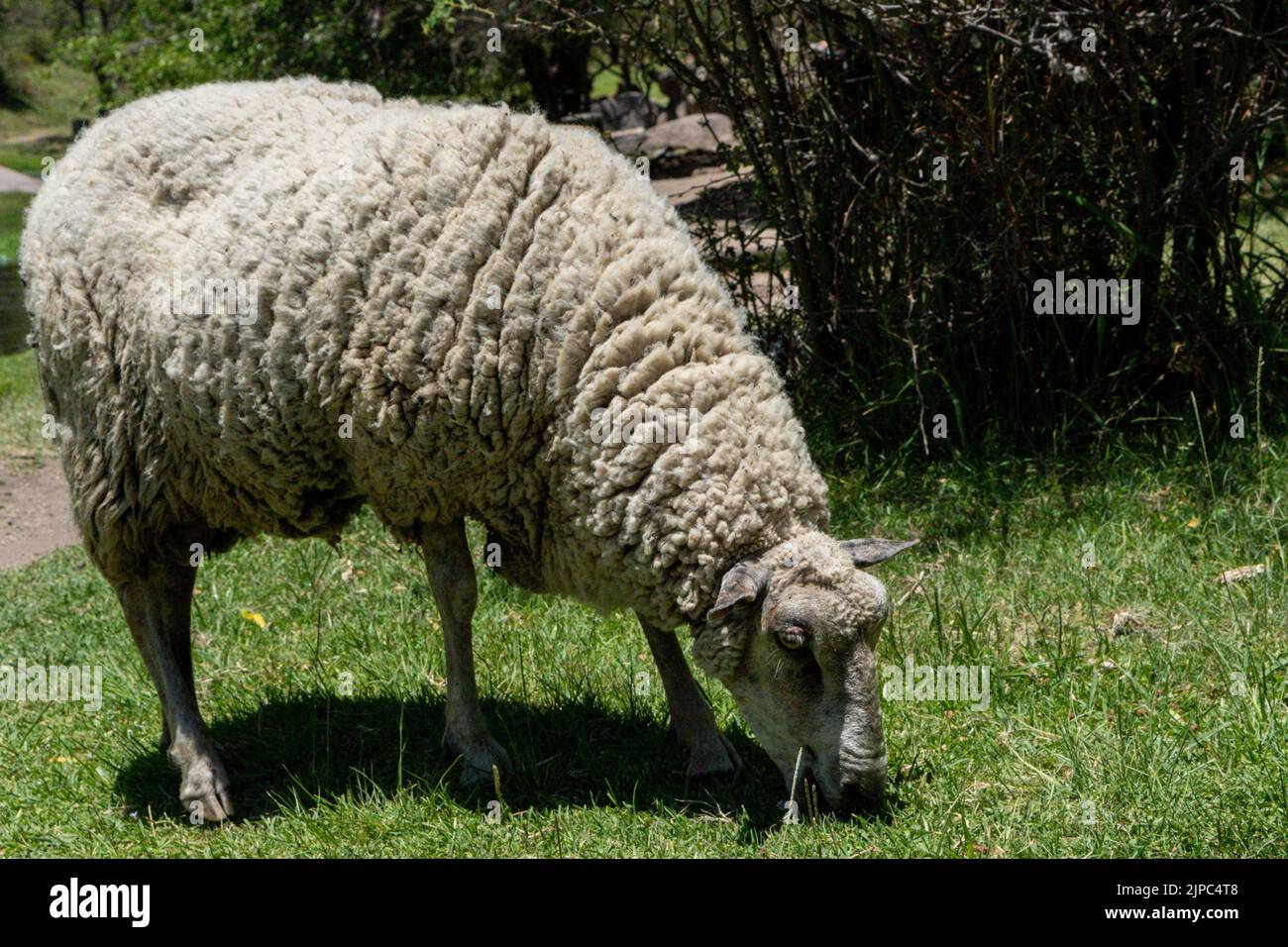 The close-up view of a merinolandschaf sheep grazing the green grass ...