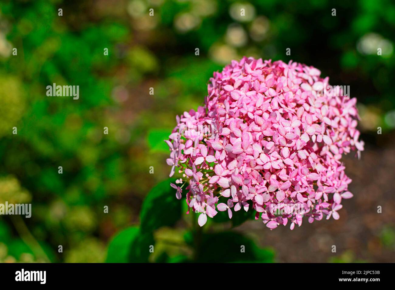 Commonly known as smooth hydrangea hi-res stock photography and images ...