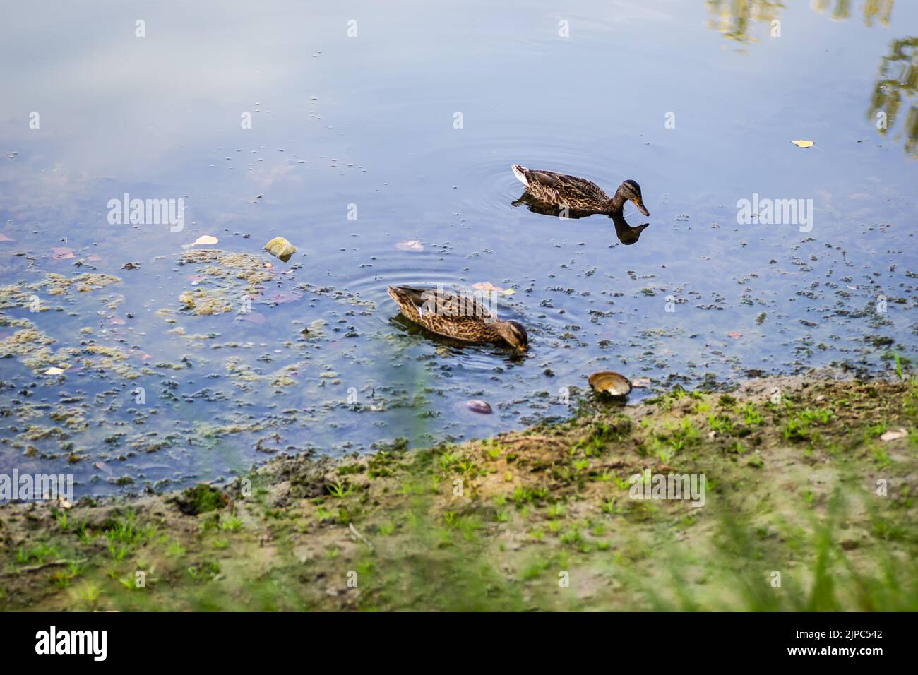 Wild ducks in their natural environment .Two wild ducks on the bank of ...