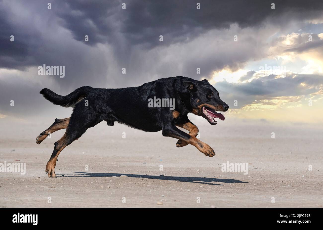 sheepdog from Beauce training in the nature for security Stock Photo ...