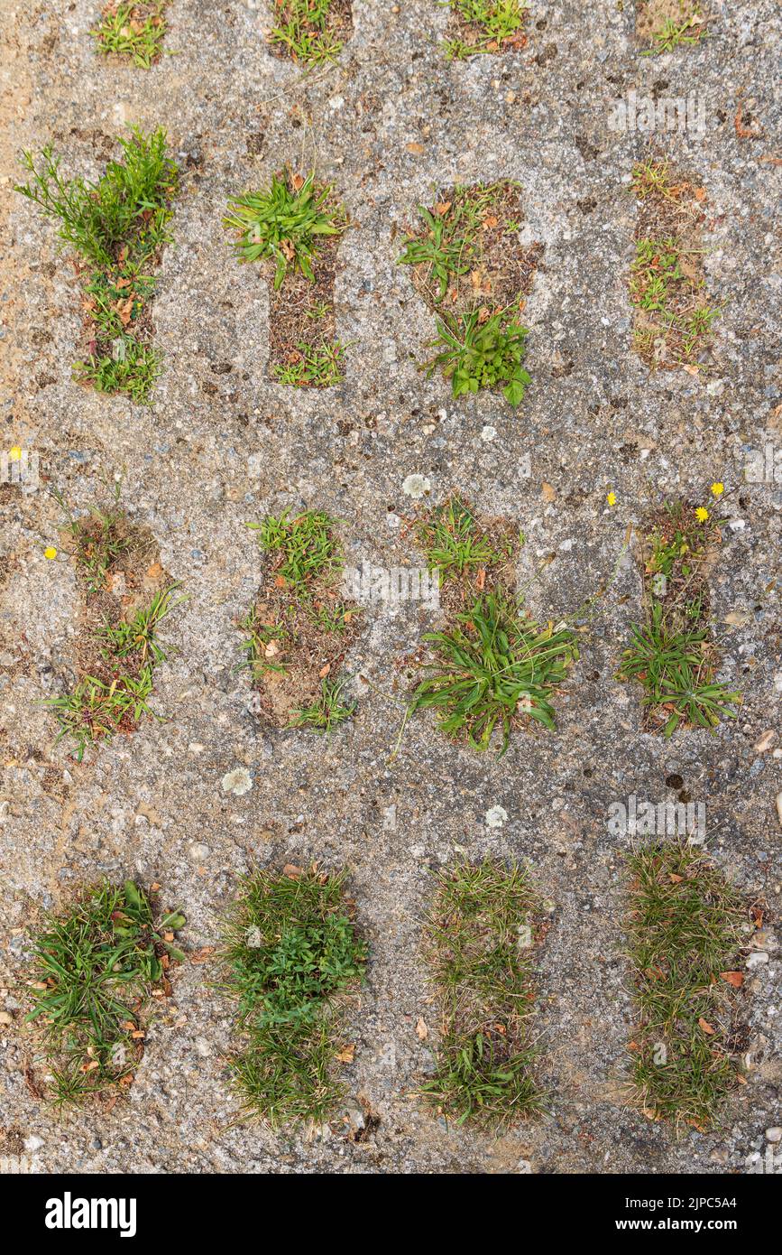 Climate resistant concrete tiels of the former border road in Germany ...