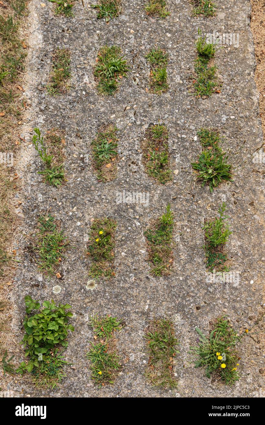 Climate resistant concrete tiels of the former border road in Germany ...