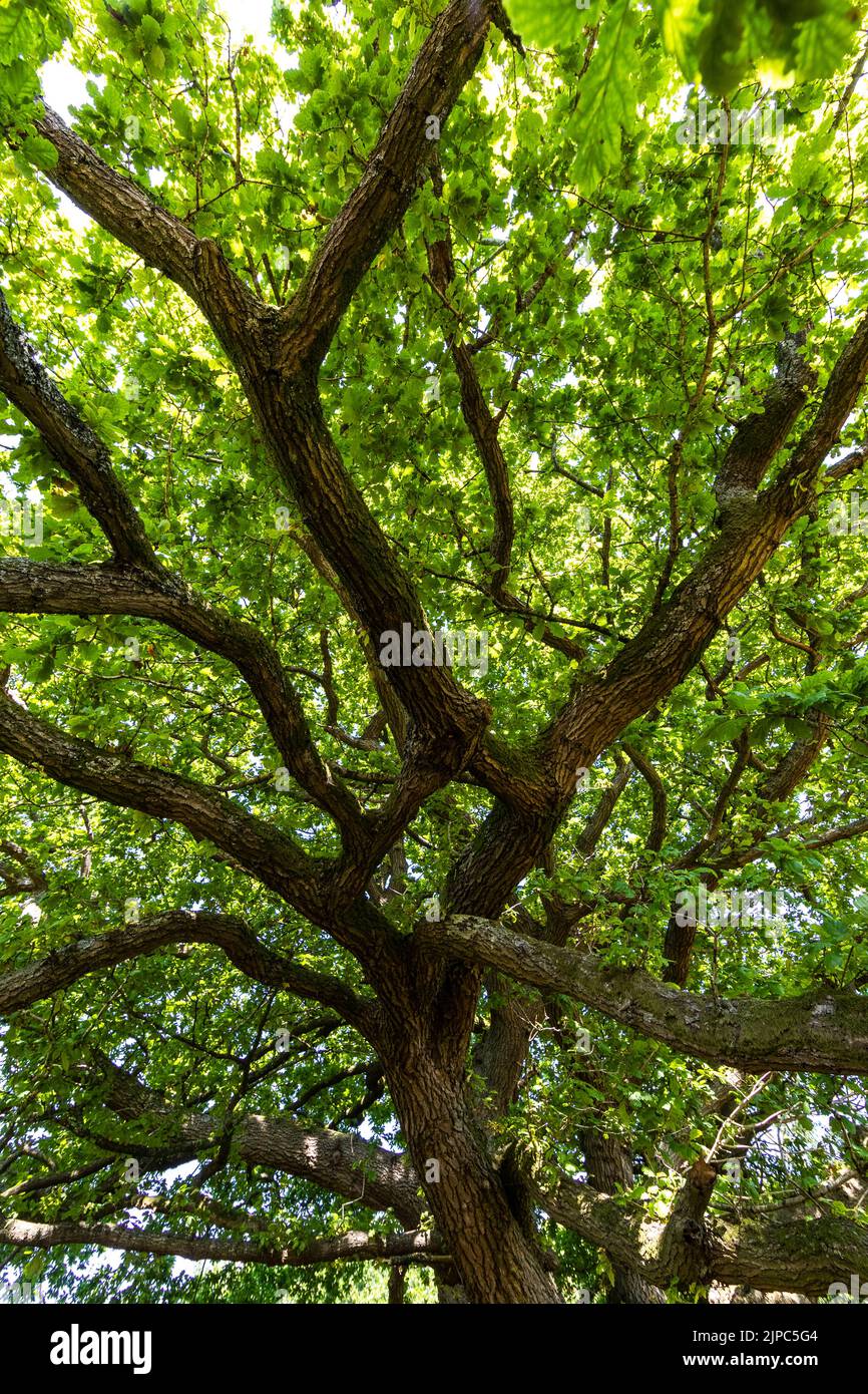 "Old Man Oak, Monmouthshire. Ancient and veteran oak tree UK Stock ...
