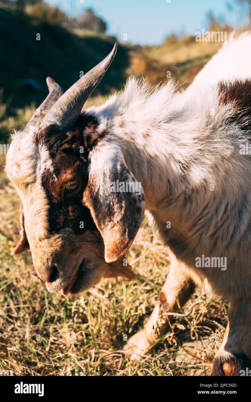 The vertical portrait of a cabra majorera dairy goat while grazing the ...
