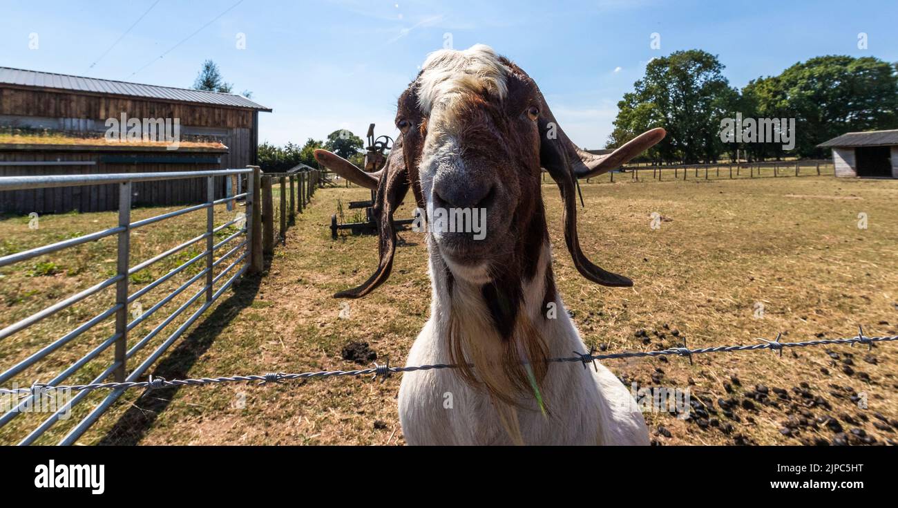 Domestic goat looking over fence hi-res stock photography and images ...