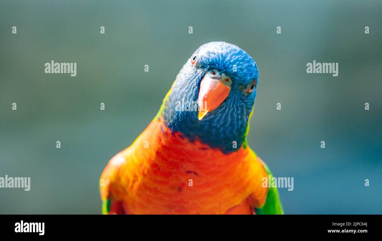 Rainbow Lorikeet - colourful parrot from Australia Stock Photo - Alamy