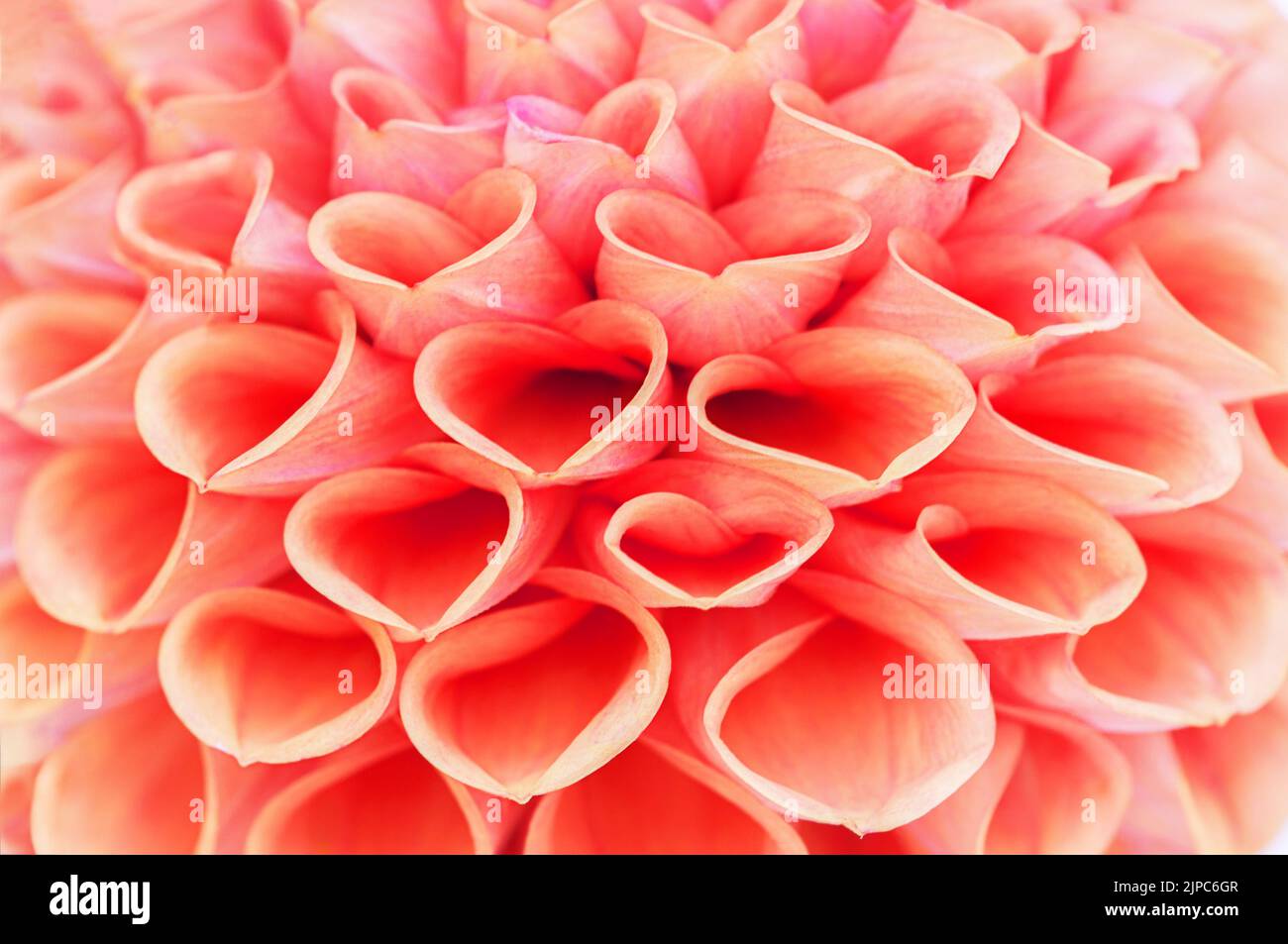Orange dahlia petals close up, floral background Stock Photo - Alamy