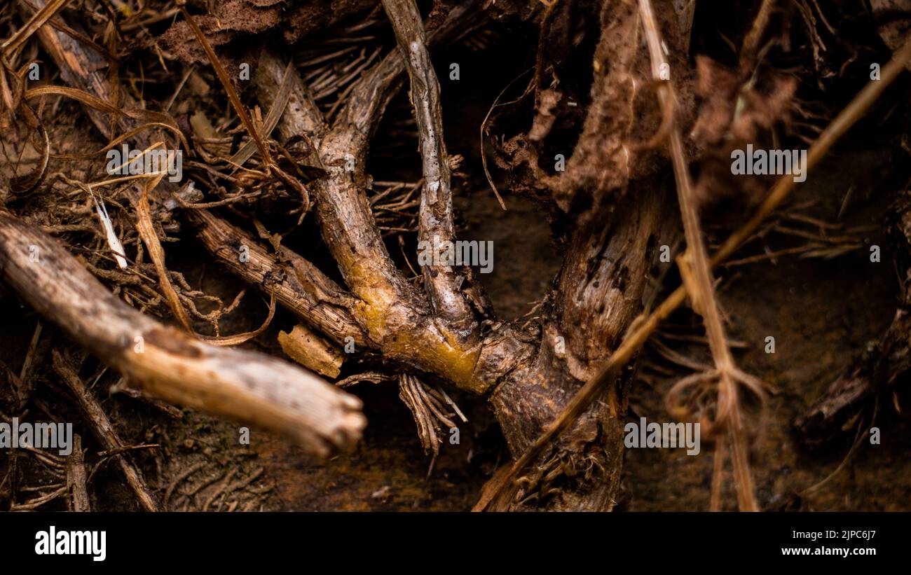 A closeup of tree roots under the soil in woods Stock Photo - Alamy