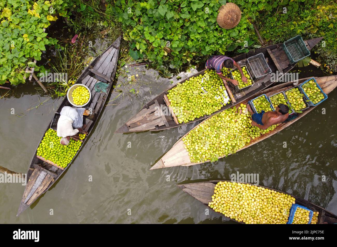 Barisal, Barisal, Bangladesh. 17th Aug, 2022. A floating guava market ...