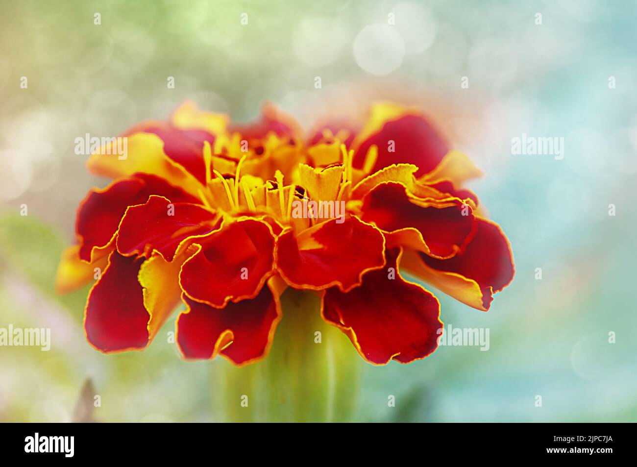 Most beautiful marigold flower hi-res stock photography and images - Alamy