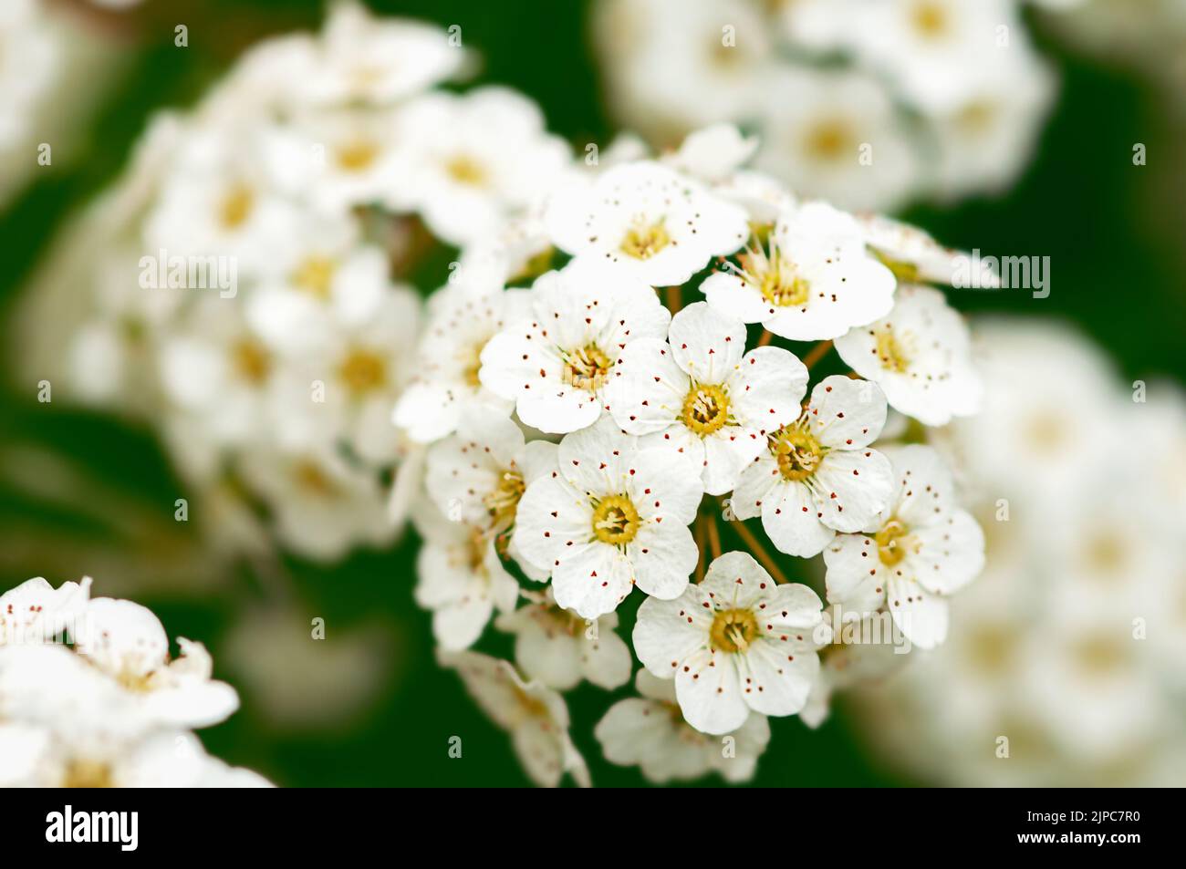white flowers of the weigela bush close-up Stock Photo - Alamy