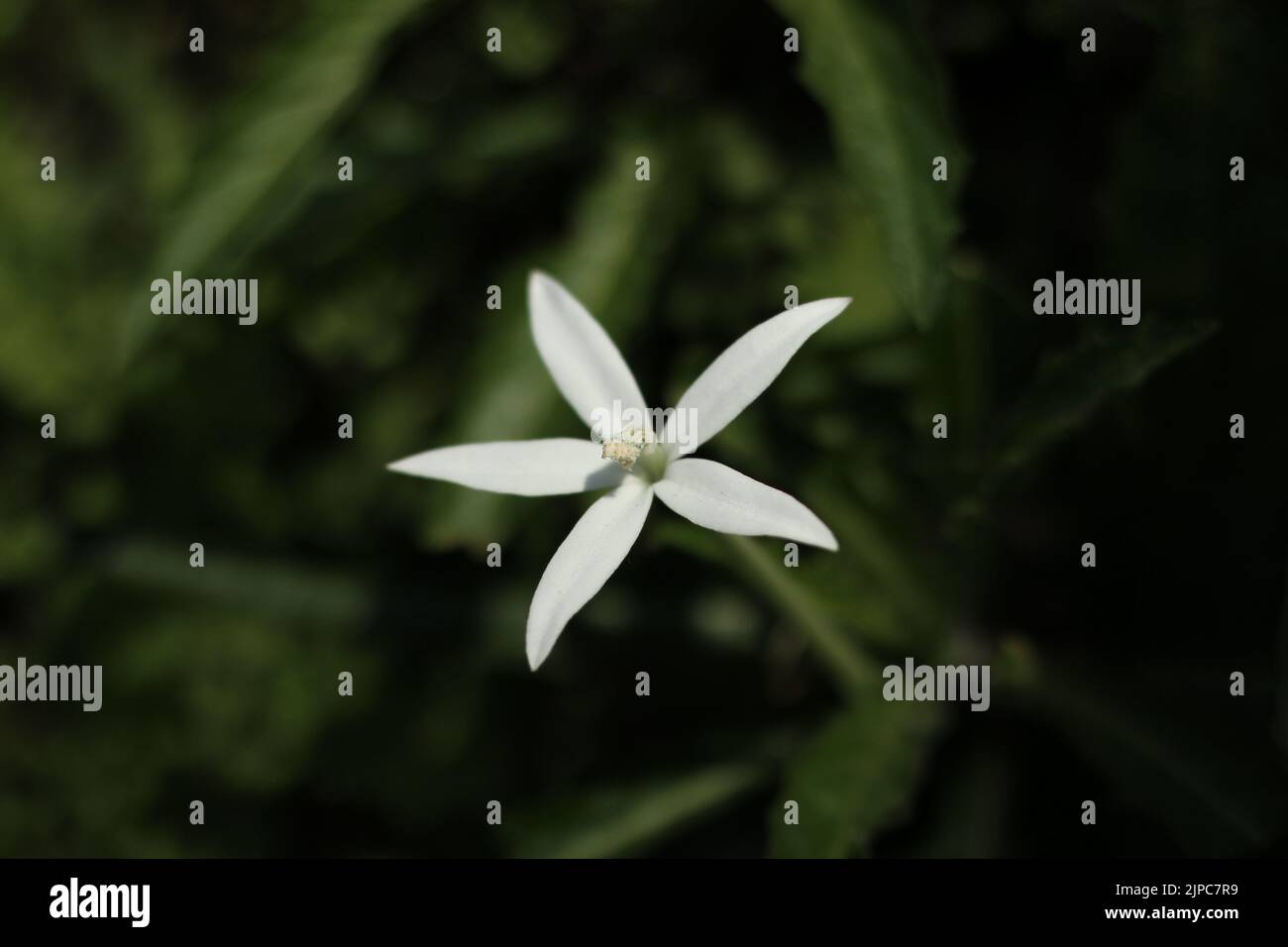 A shallow focus shot of a beautiful hippobroma longiflora captured ...