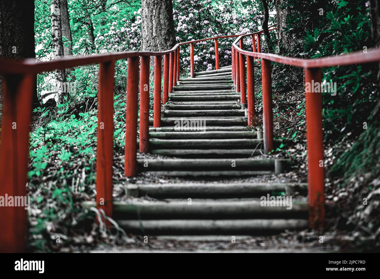 A wooden trail with red metallic handrails on both sides is passing ...