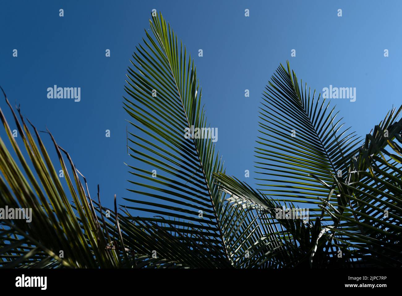 Palm leaves background, natural green texture with palm foliage ...