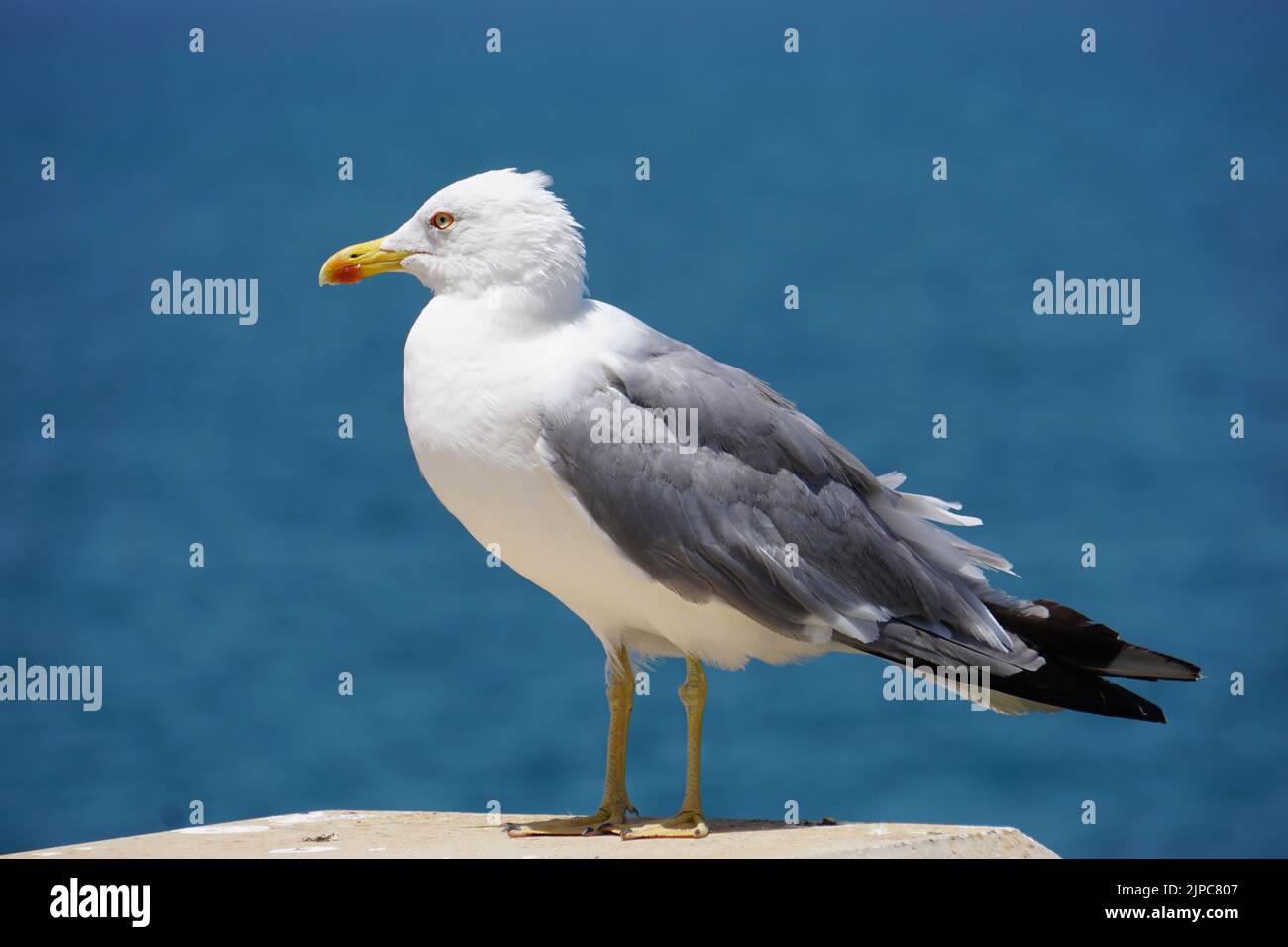 Gull black sea coast hi-res stock photography and images - Alamy