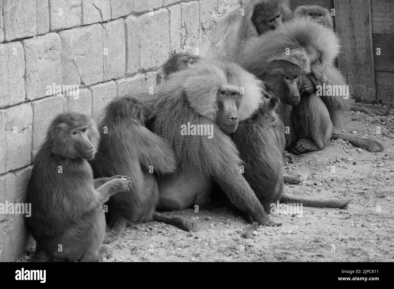 Zoo watching monkeys hi-res stock photography and images - Alamy